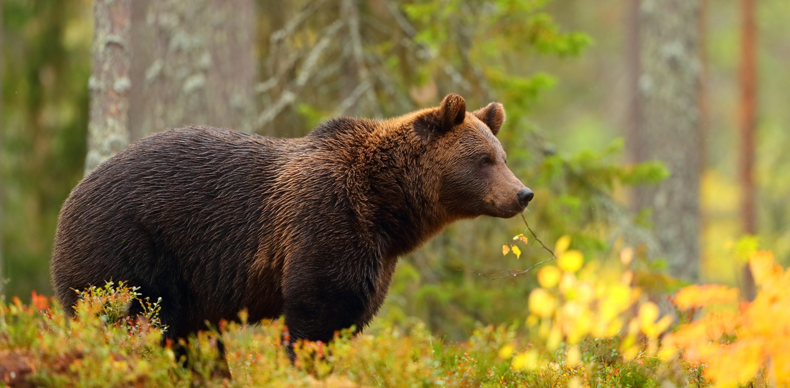 Bear Awareness Online Safety Training Course | BIS Safety Software